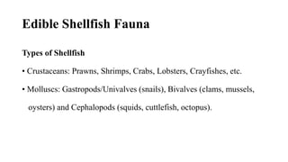 Edible Shellfish fauna.pptx