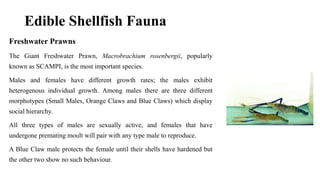 Edible Shellfish fauna.pptx