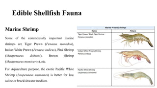 Edible Shellfish fauna.pptx