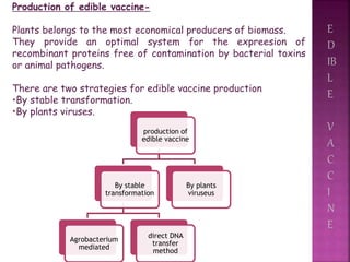 Edible vaccine | PPT