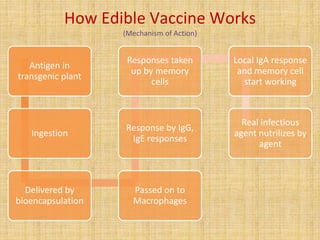 Edible vaccine | PPTX