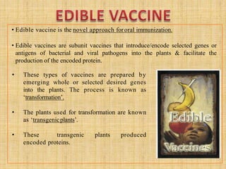 Edible vaccine | PPTX