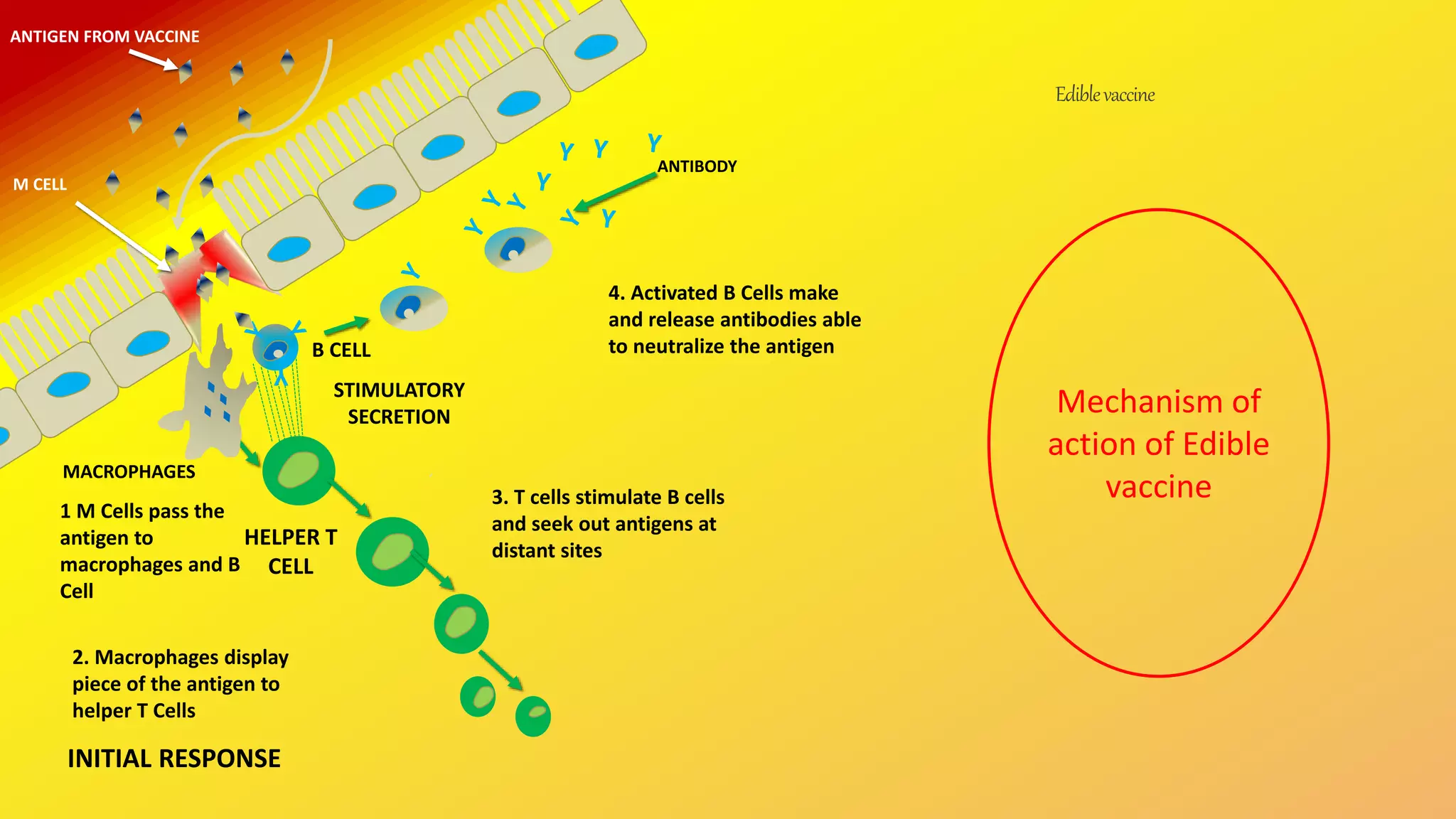 Applications of plant tissue culture in pharmacognosy. Edible vaccines ...