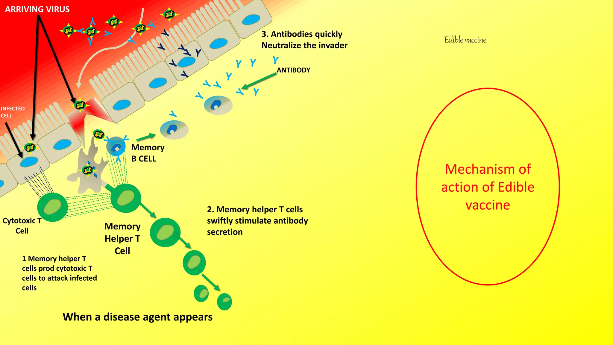 Applications of plant tissue culture in pharmacognosy. Edible vaccines ...