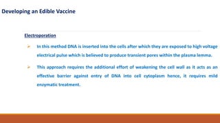 Applications of plant tissue culture in pharmacognosy. Edible vaccines ...