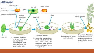 Applications of plant tissue culture in pharmacognosy. Edible vaccines ...