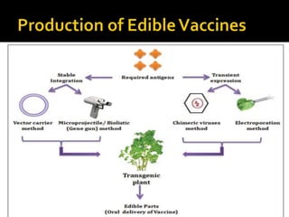 Edible vaccines | PPTX