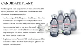 EDIBLE VACCINES PRESENTATION.pptx