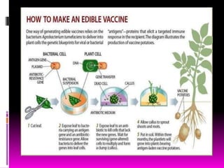 Edible vaccine | PPTX