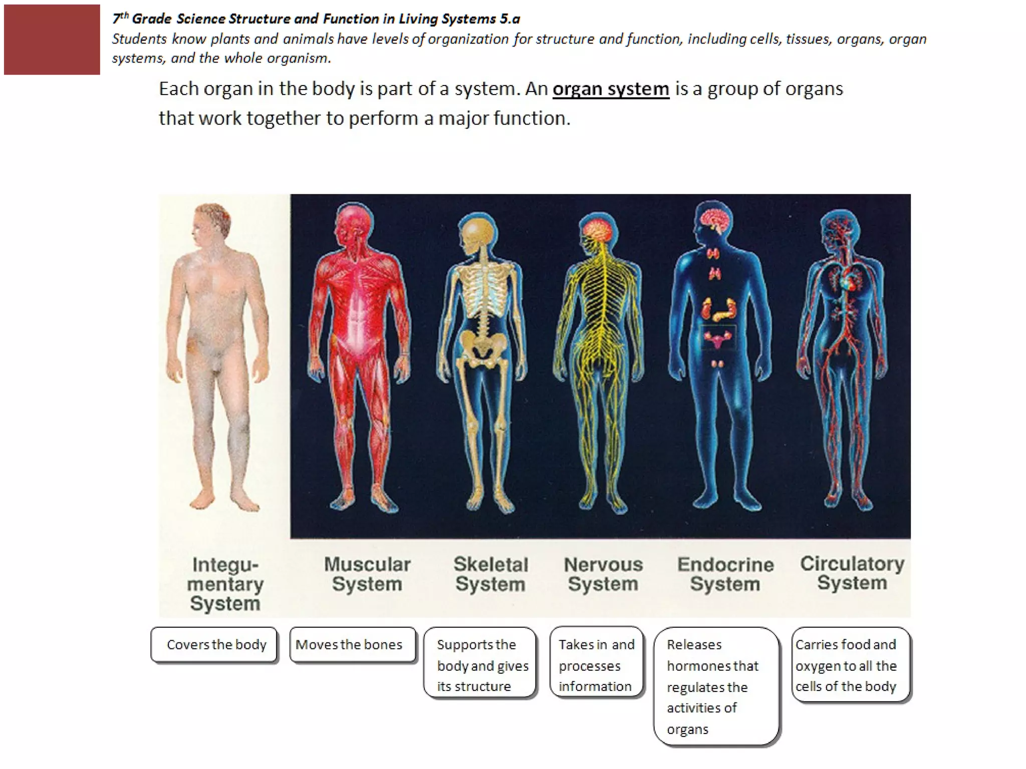 Organ & Organ System PowerPoint | PPT