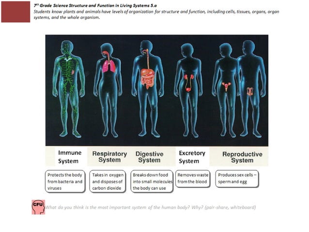 Organ & Organ System PowerPoint | PPT