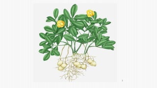 ground nut cultivation in sri lanka | PPTX