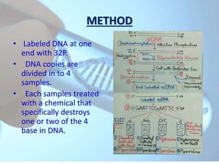 NUCLEOTIDE SEQUENCING | PPTX