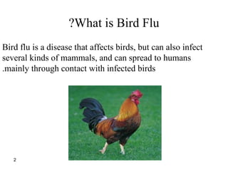 Edited Bird Flu | PPT