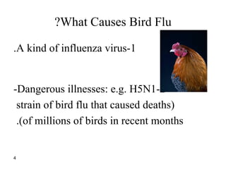 Edited Bird Flu | PPT