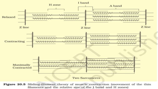 EDITED- PART II- LOCOMOTION AND MOVEMENT – STRUCTURE,.pptx