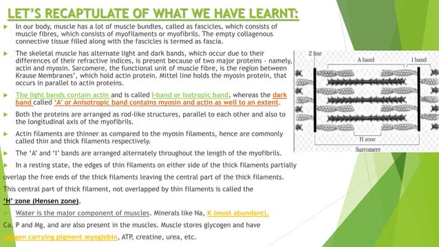 EDITED- PART II- LOCOMOTION AND MOVEMENT – STRUCTURE,.pptx