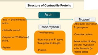 EDITED- PART II- LOCOMOTION AND MOVEMENT – STRUCTURE,.pptx