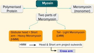 EDITED- PART II- LOCOMOTION AND MOVEMENT – STRUCTURE,.pptx
