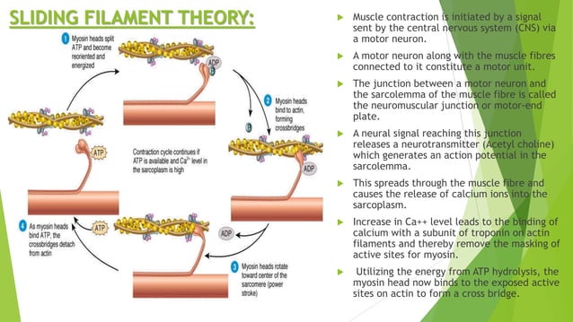 EDITED- PART II- LOCOMOTION AND MOVEMENT – STRUCTURE,.pptx