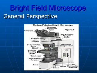 tHE lIGHT mICROSCOPE | PPT