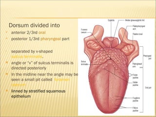 edited a blood supply, nerve supply and lymphatic drainage.ppt