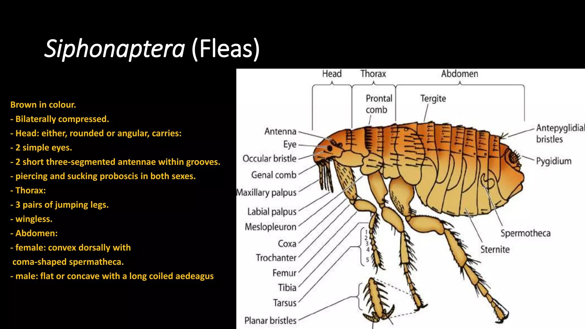 practical arthropods part 2 | PPTX