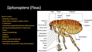 practical arthropods part 2 | PPTX