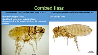 practical arthropods part 2 | PPTX