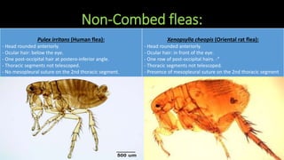 practical arthropods part 2 | PPTX