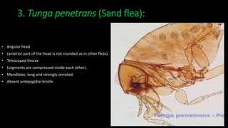 practical arthropods part 2 | PPTX