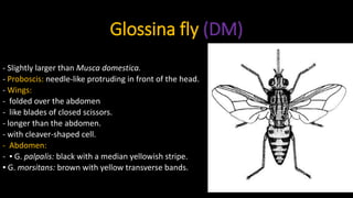 practical arthropods part 2 | PPTX