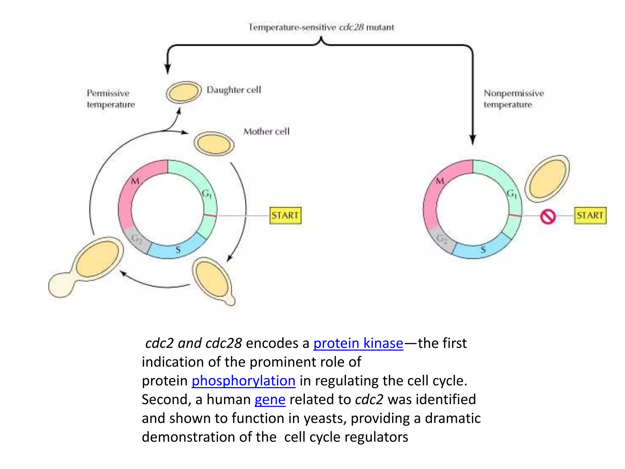 cell cycle in detail (interphase ) | PPTX