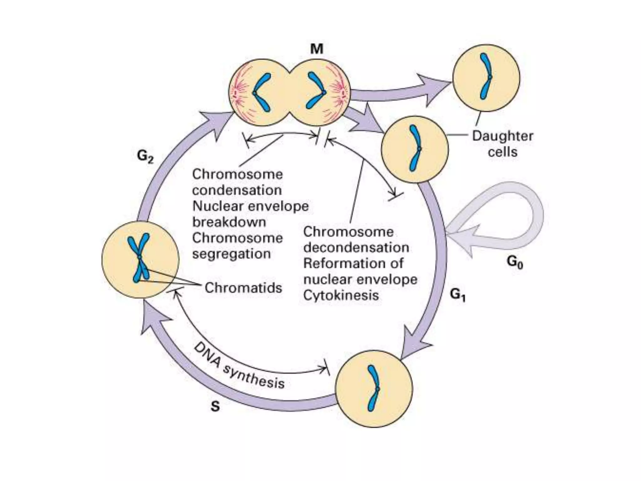cell cycle in detail (interphase ) | PPTX
