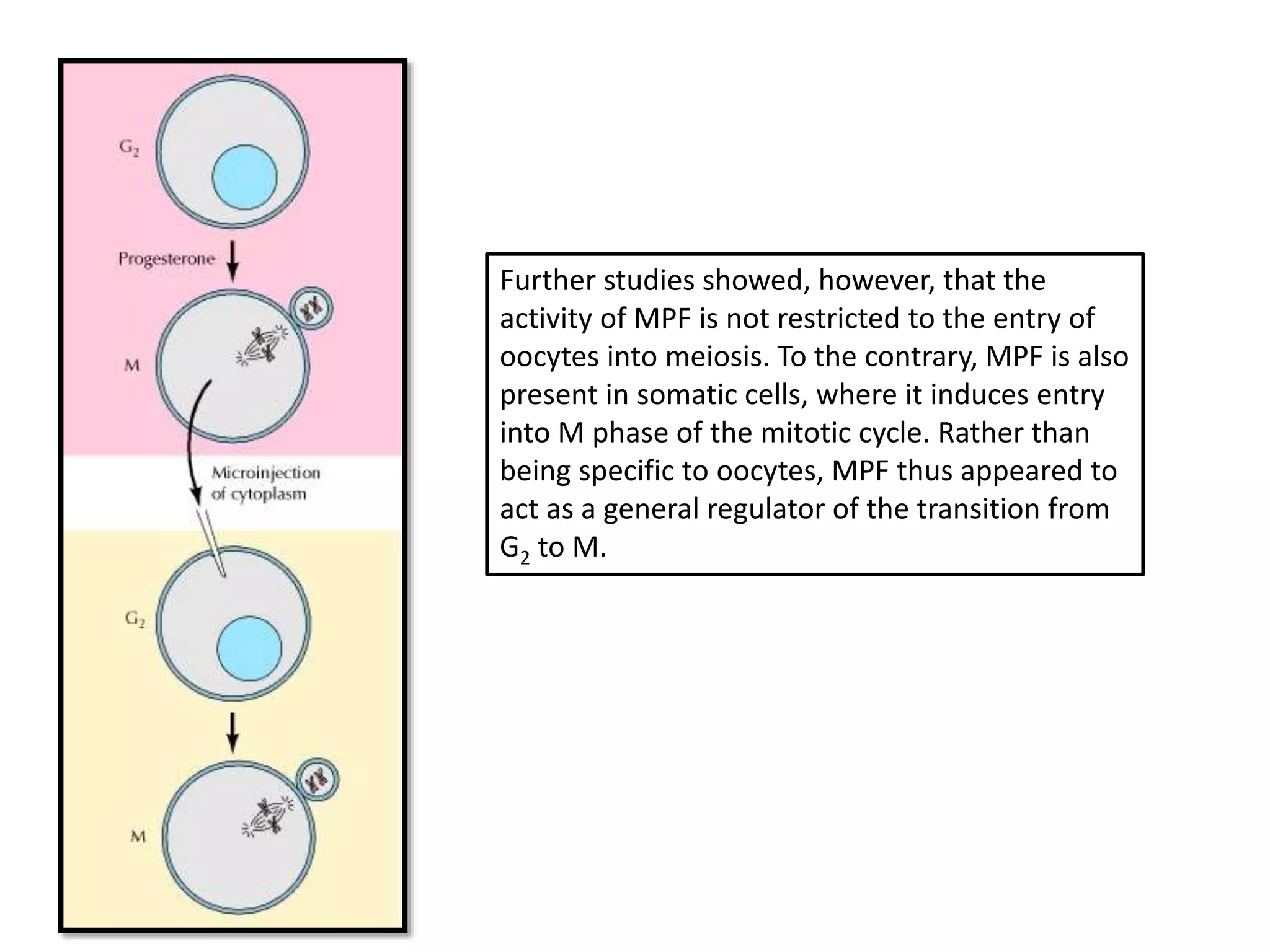 cell cycle in detail (interphase ) | PPTX
