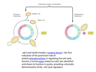 cell cycle in detail (interphase ) | PPTX | Biological Sciences | Science