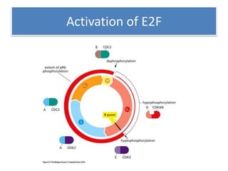 cell cycle in detail (interphase ) | PPTX