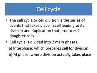 cell cycle in detail (interphase ) | PPTX