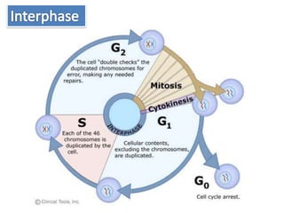 cell cycle in detail (interphase ) | PPTX