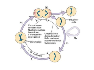 cell cycle in detail (interphase ) | PPTX