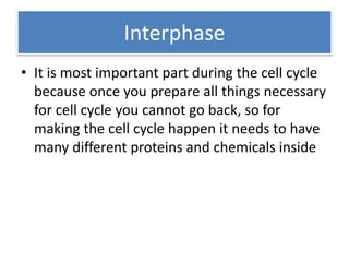 cell cycle in detail (interphase ) | PPTX