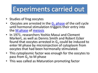cell cycle in detail (interphase ) | PPTX
