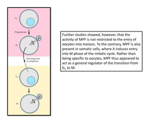 cell cycle in detail (interphase ) | PPTX | Biological Sciences | Science
