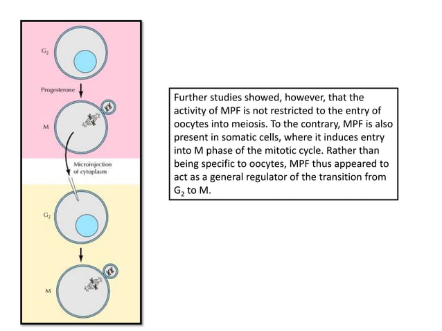 cell cycle in detail (interphase ) | PPTX | Biological Sciences | Science