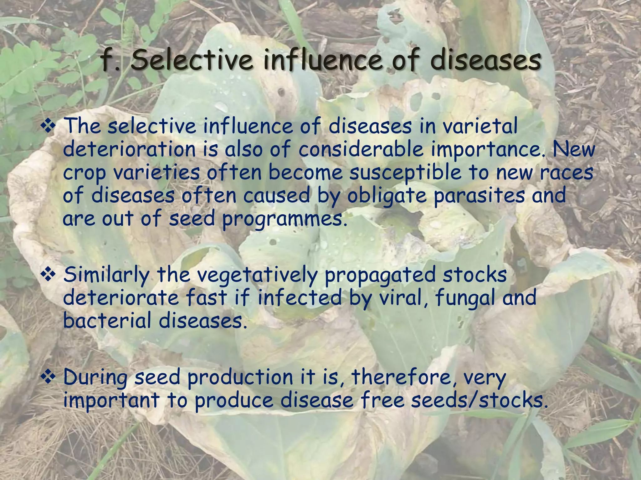 Principles of vegetable seed production | PPTX
