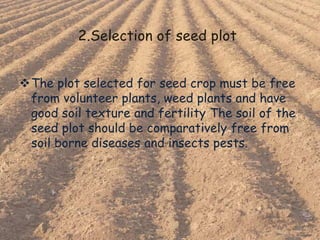 Principles of vegetable seed production | PPTX