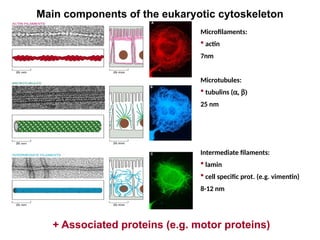 EDITED MICROFILAMENTS ldlydoycuochhhhhhu | PPT