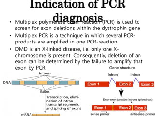 pcr & dystrophin gene | PPTX | Genetics | Science