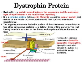 pcr & dystrophin gene | PPTX