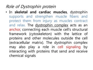 pcr & dystrophin gene | PPTX | Genetics | Science